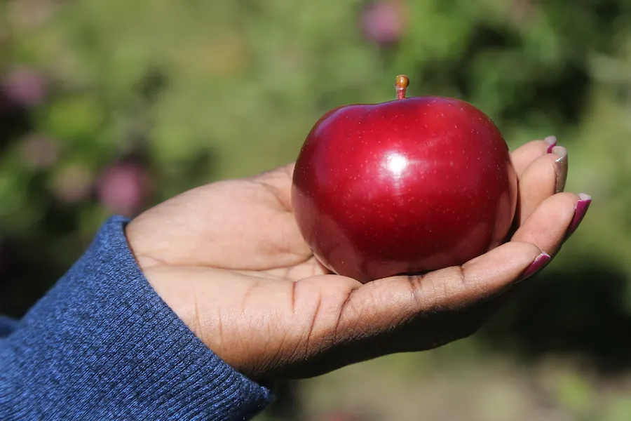 Celebrate National Apple Month With These Recipes! | Young Hollywood